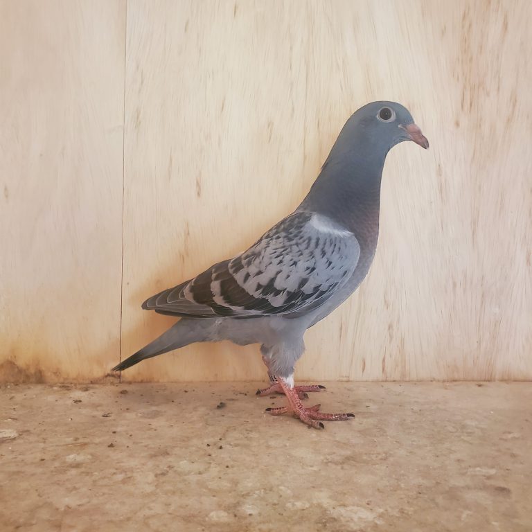 Products – Euro USA Connection