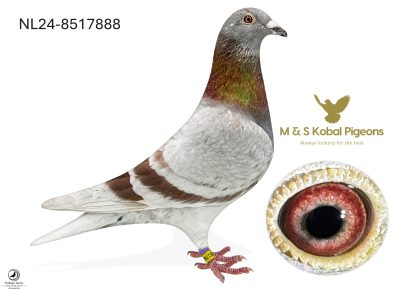 For Sale – Euro USA Connection