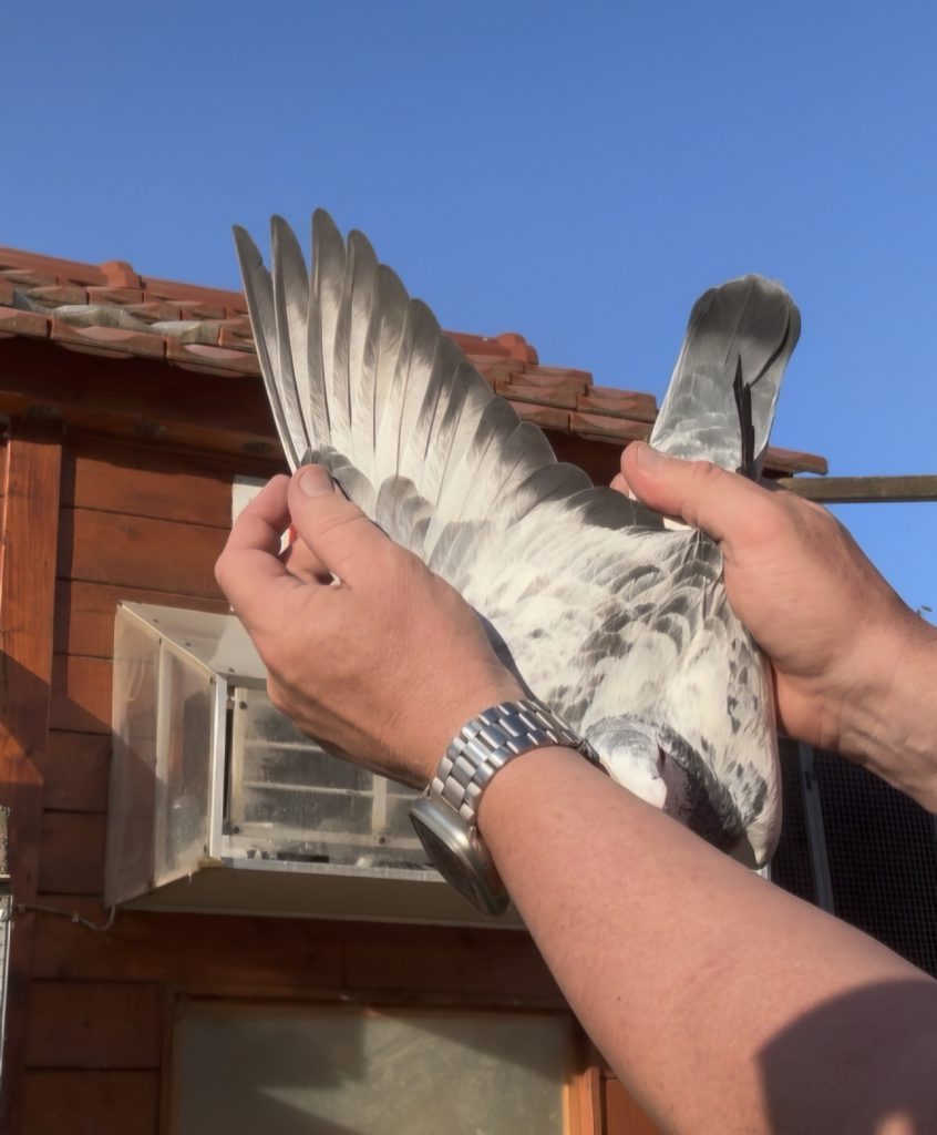 For Sale – Euro USA Connection