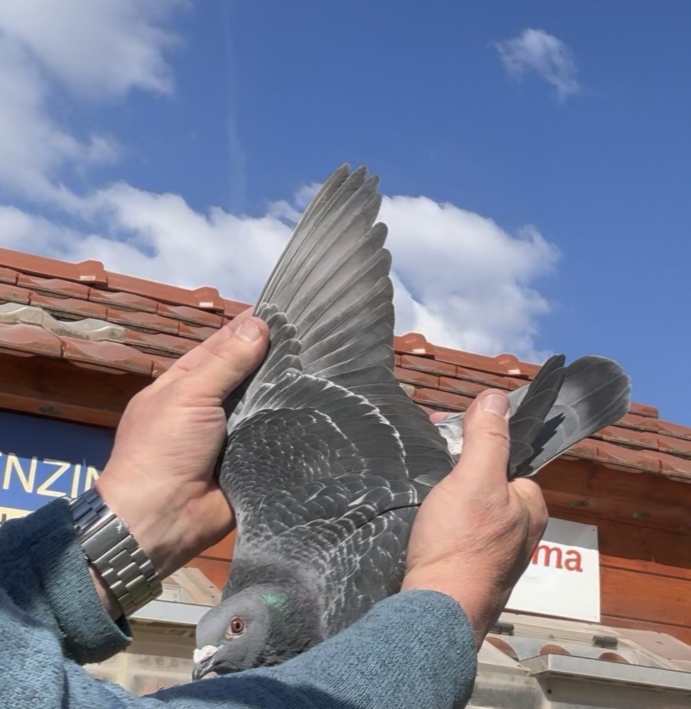 For Sale – Euro USA Connection