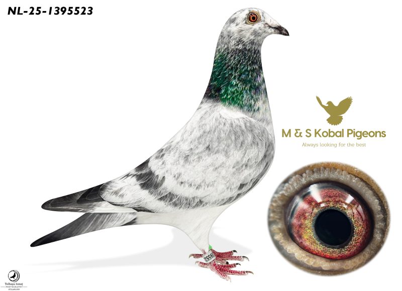 For Sale – Euro USA Connection